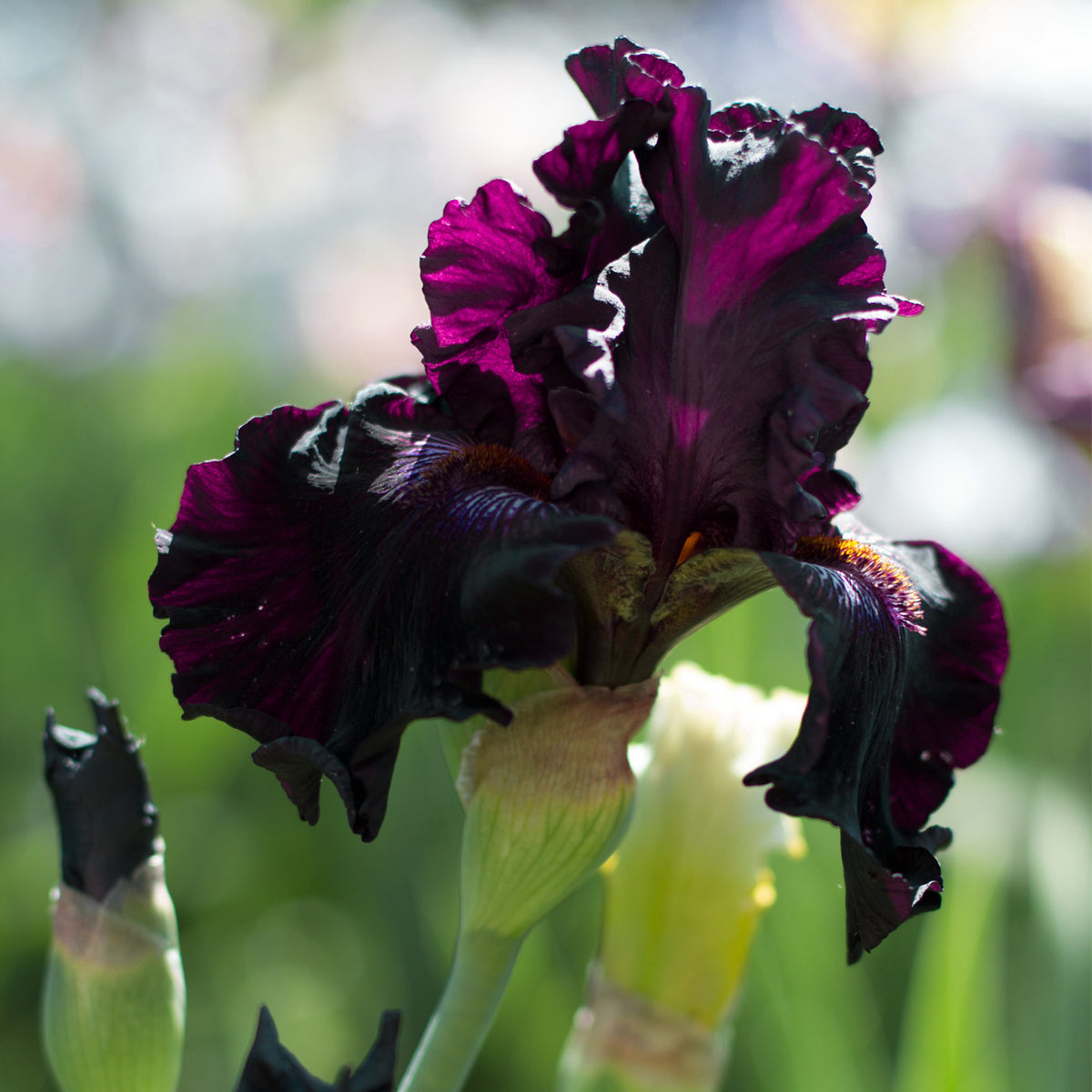 Black Bearded Iris