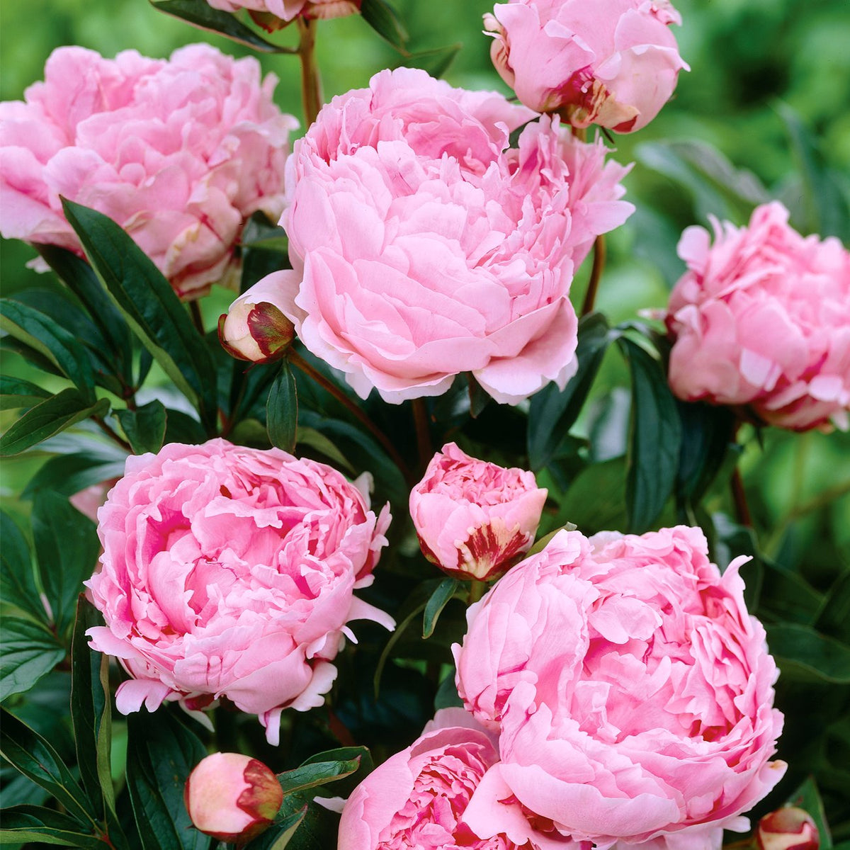 Perennials for Fall – Plantcetera