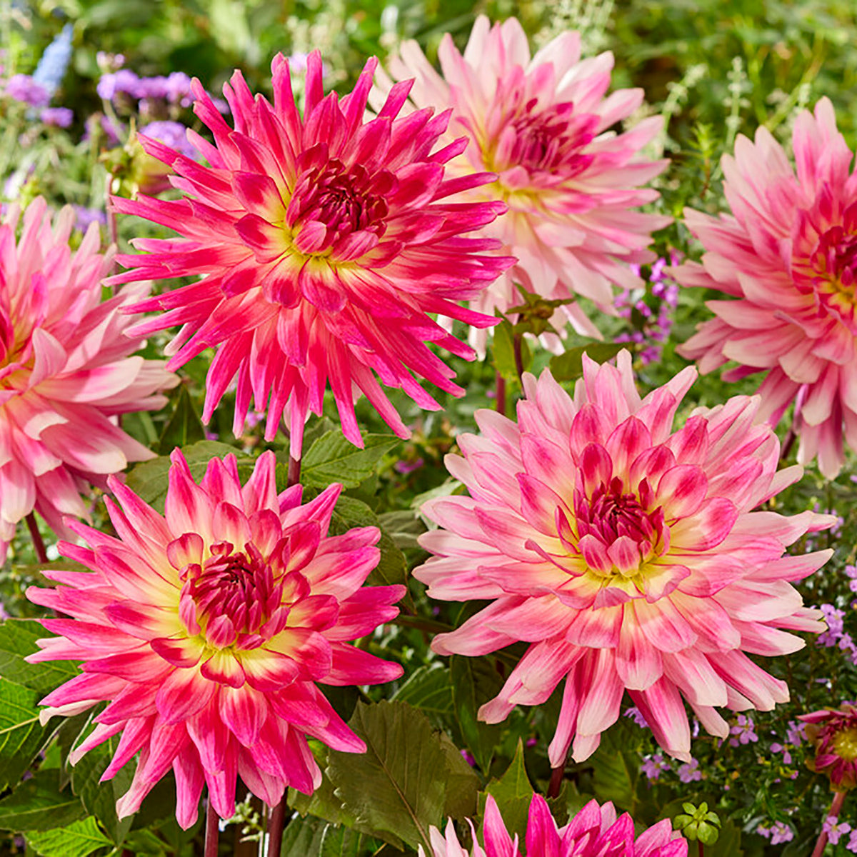 Dahlia - Mingus Julie – Plantcetera