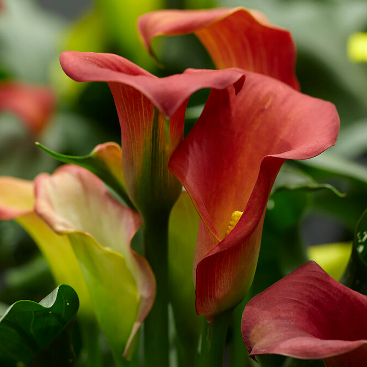 Premium Calla Lily - Captain Fuego – Plantcetera