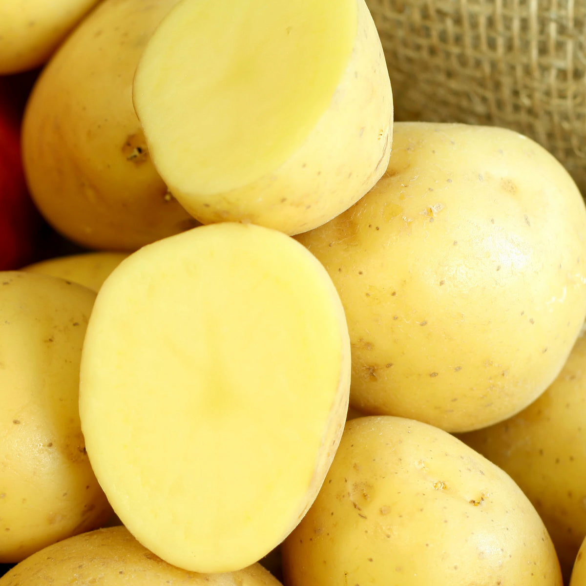 Potato - Gold Rush Russet - USDA Organic - GMO Free – Plantcetera