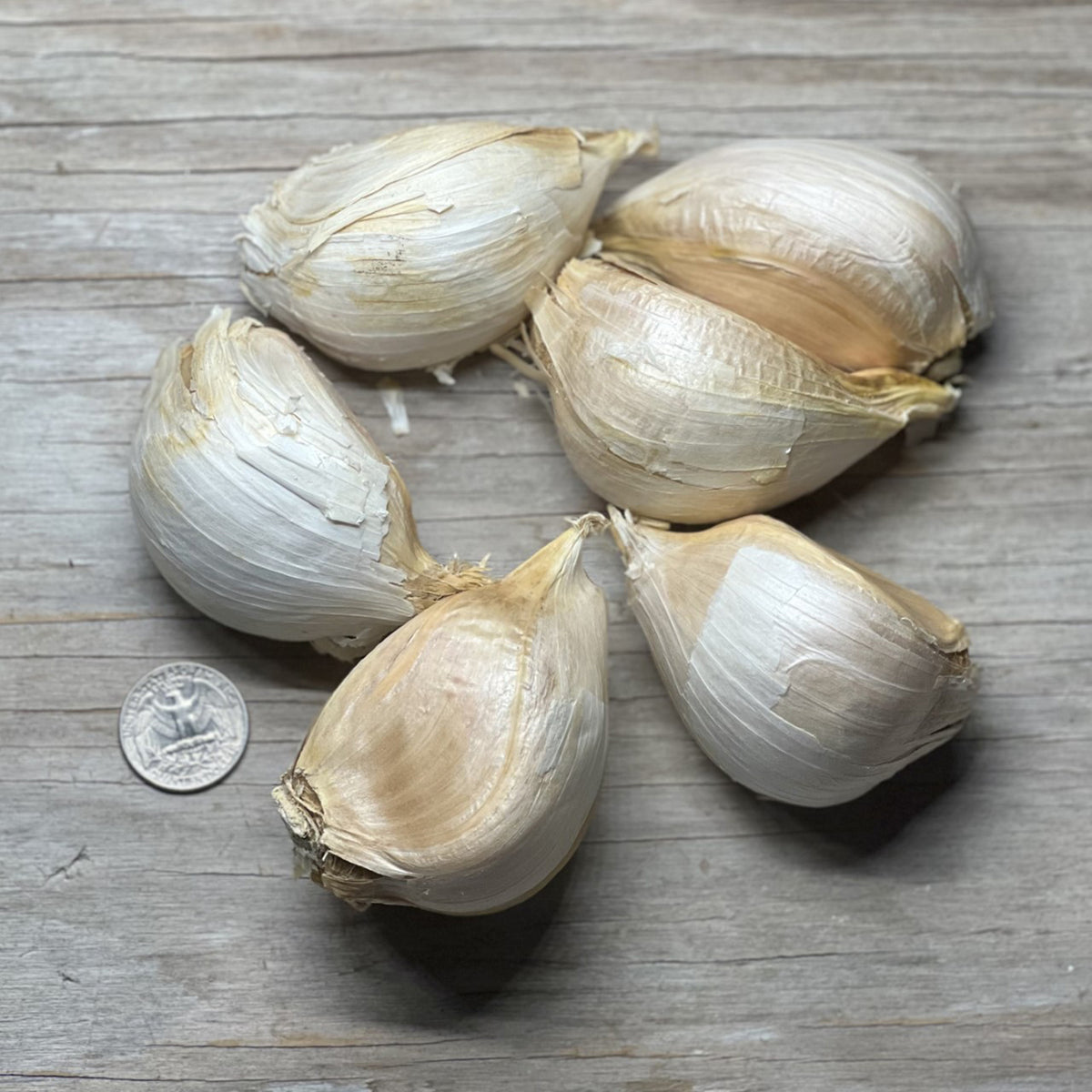 Elephant Garlic – Plantcetera