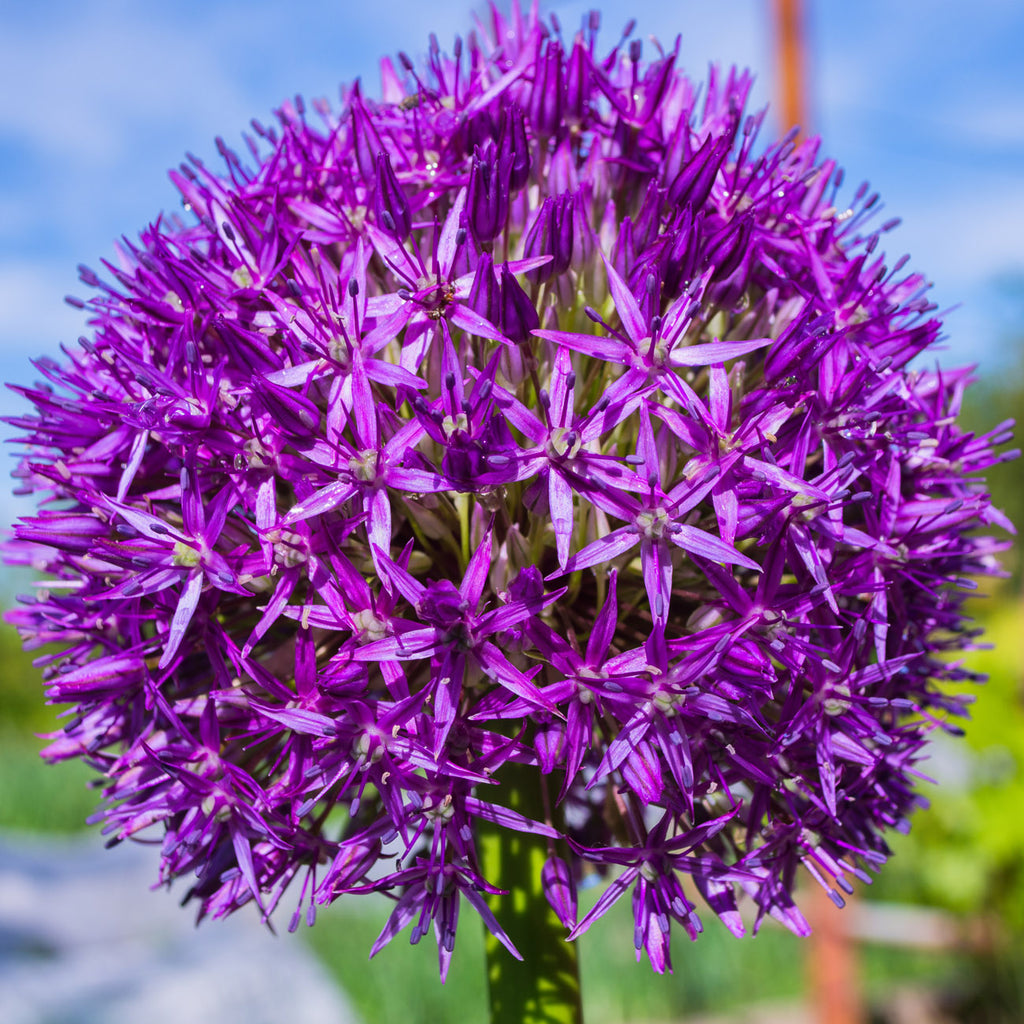 Gladiator Allium