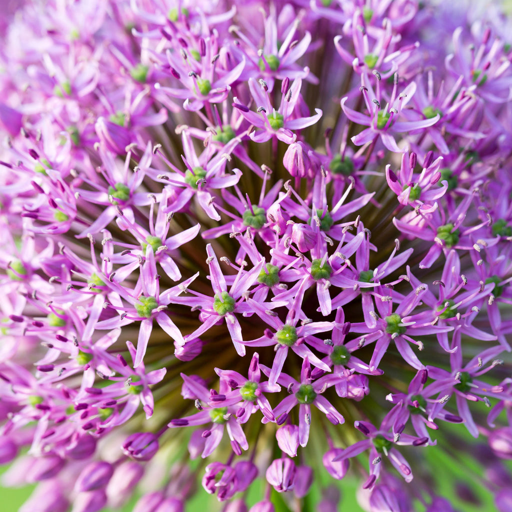 allium gladiator care