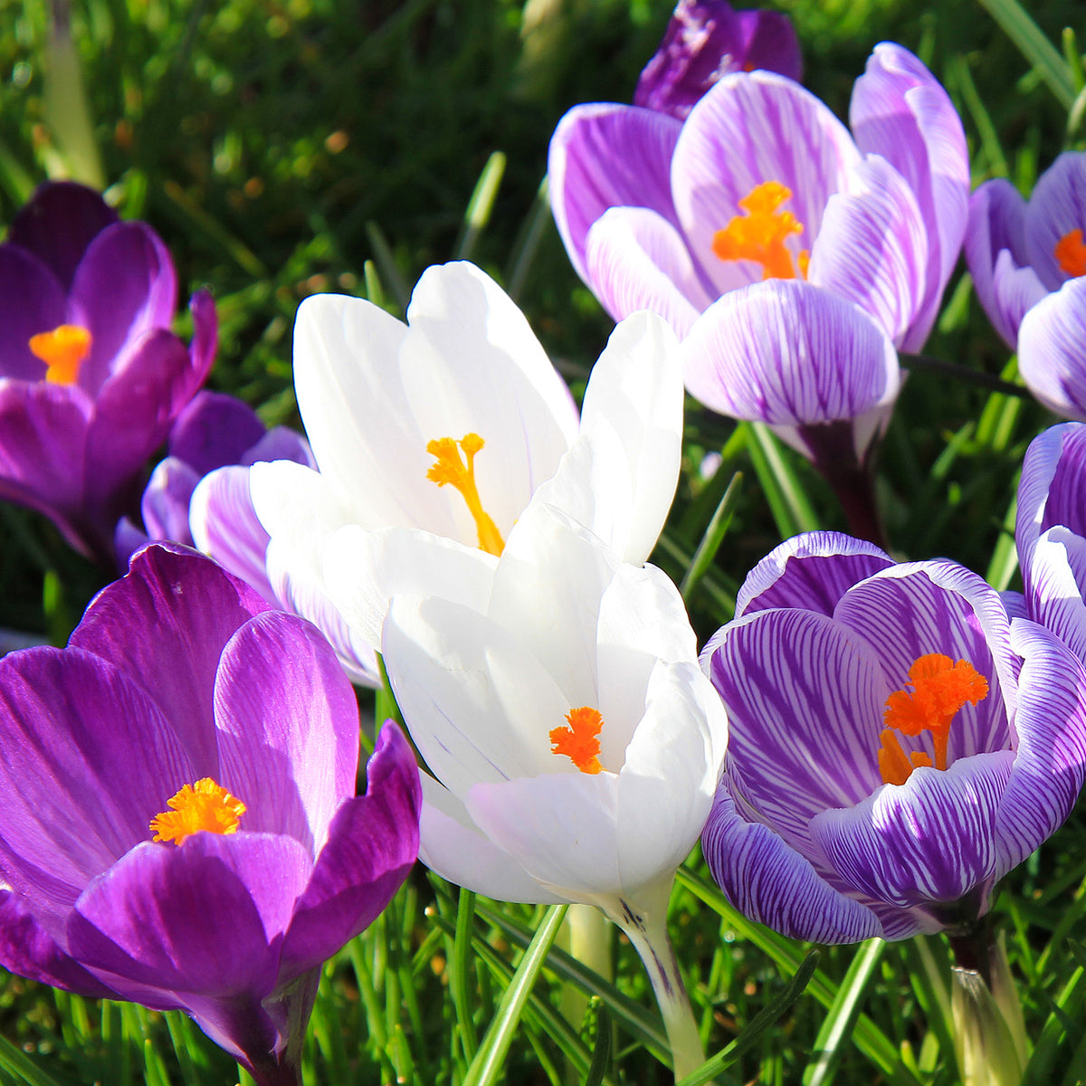 Crocus - Large Flowering - Blend – Plantcetera