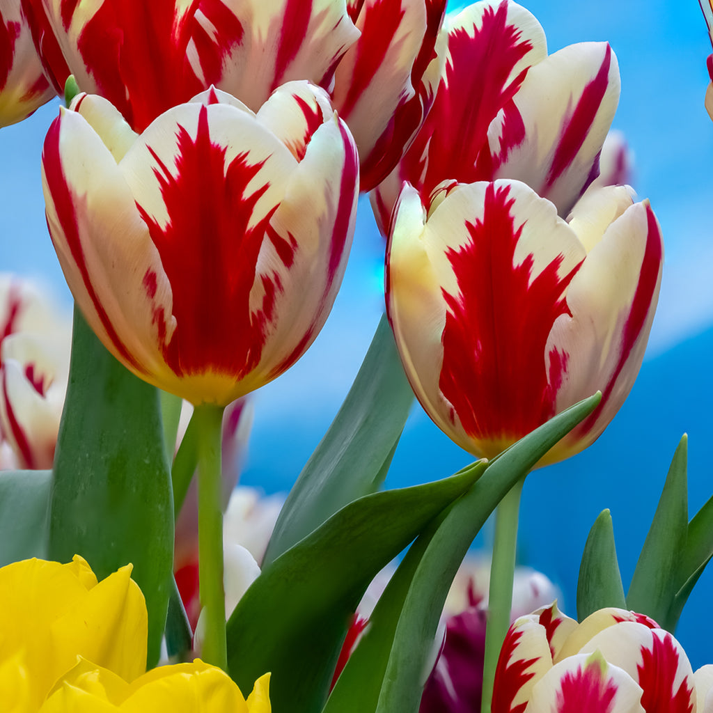 Tulip - Grand Perfection – Plantcetera