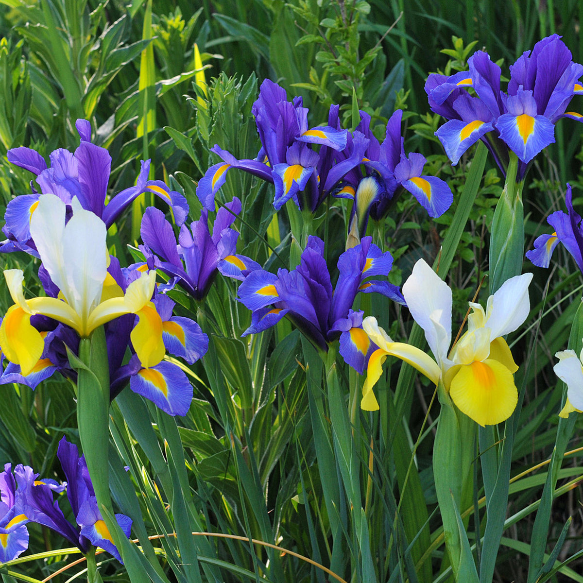 Dutch Iris - Sapphire Beauty – Plantcetera