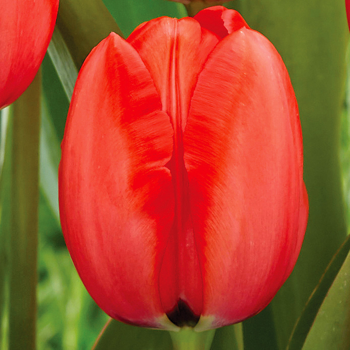 Tulip - Fire Pot Blend – Plantcetera