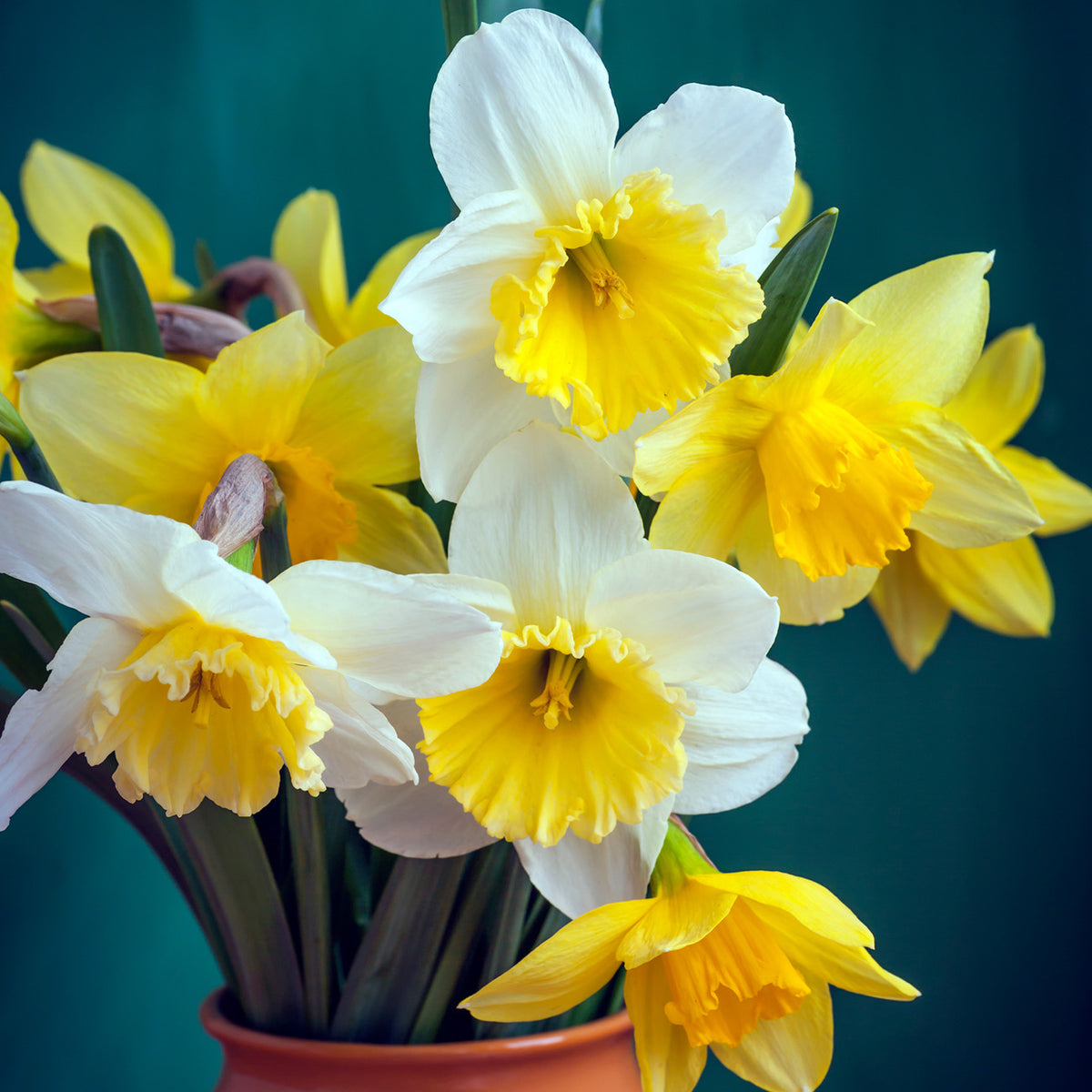 Daffodil - Goblet – Plantcetera