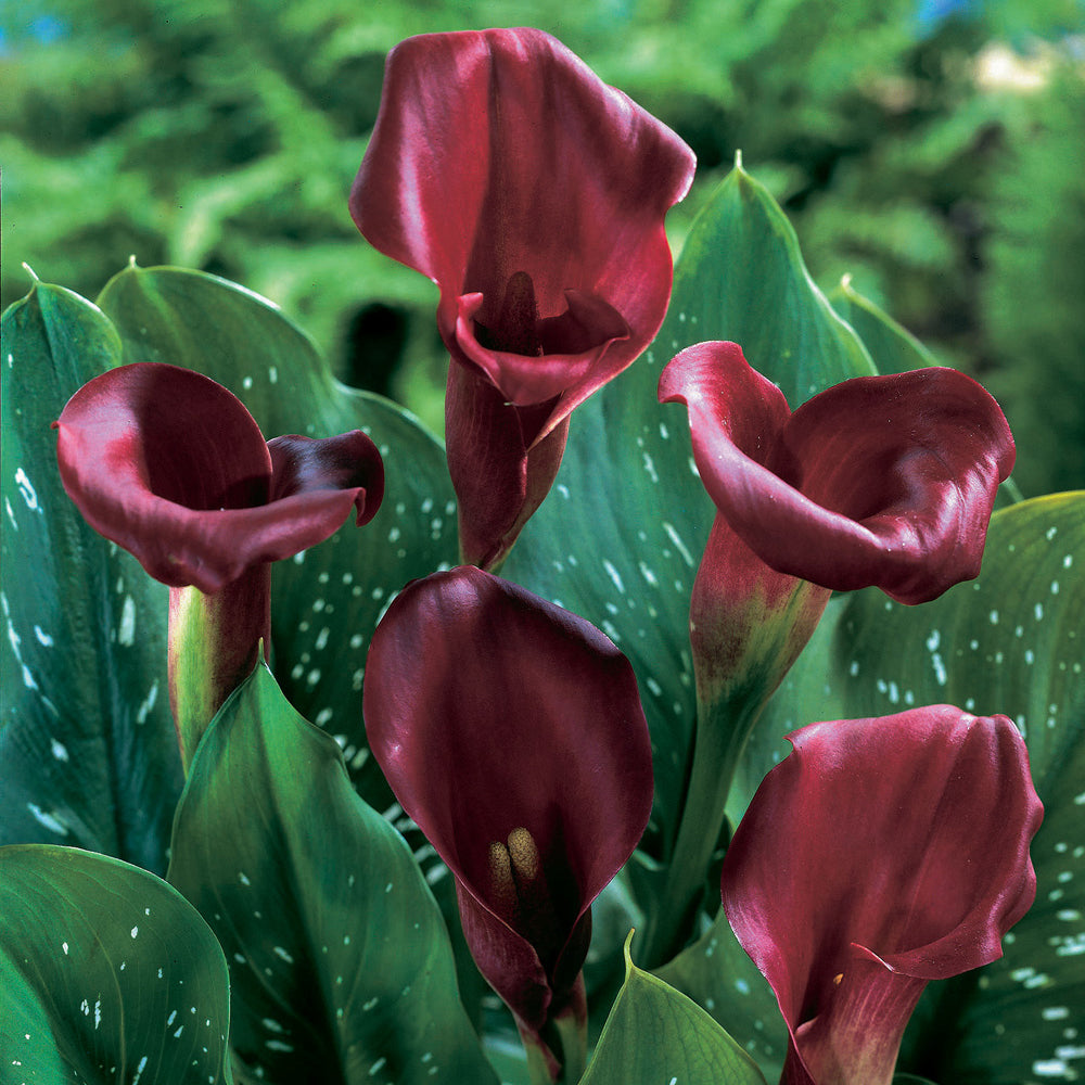 Calla Lily - Majestic Red – Plantcetera