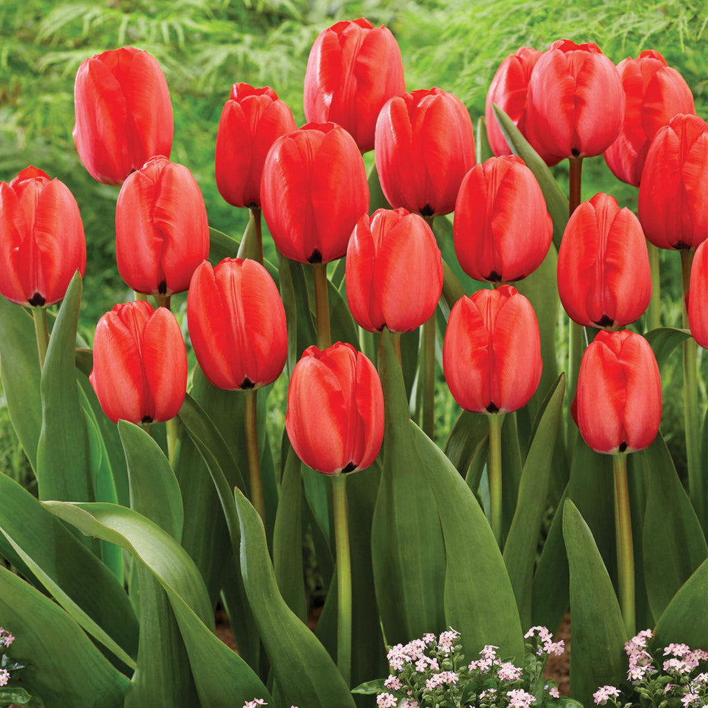 Tulip - Fire Pot Blend – Plantcetera