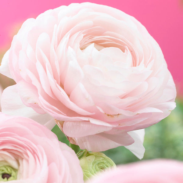 Pink Ranunculus