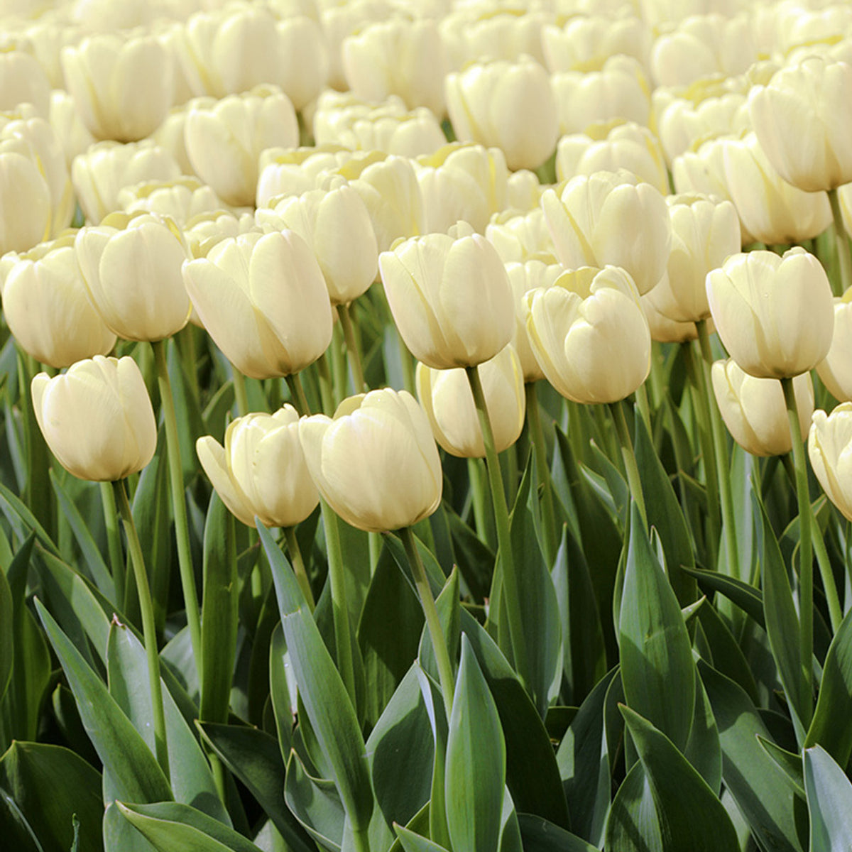 Tulip - Ivory Floradale – Plantcetera