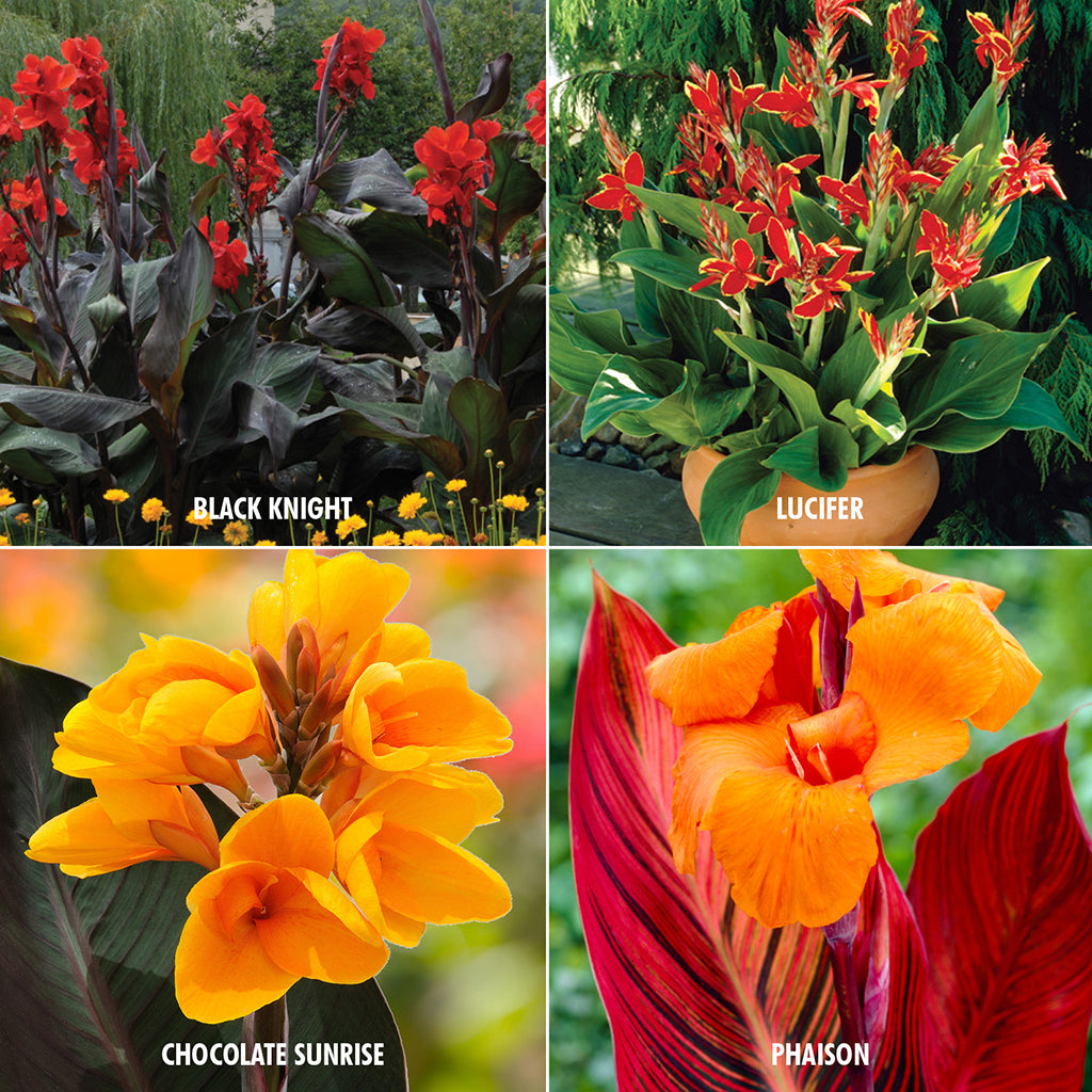 Canna lily varieties store
