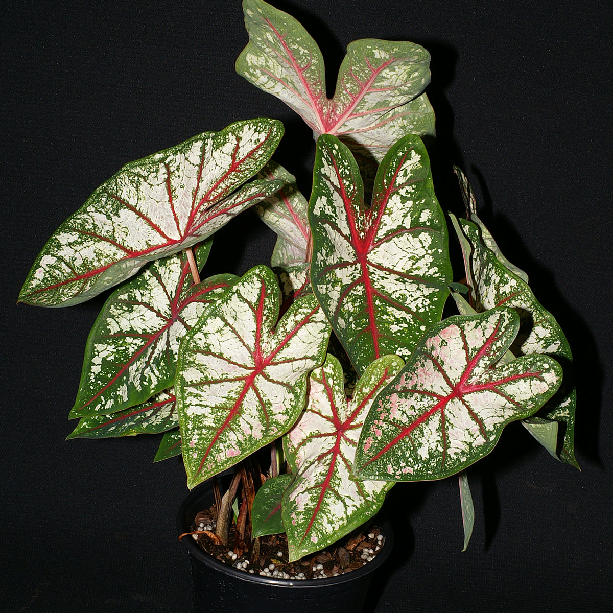 Caladium - Fancy Leaf Carousel – Plantcetera