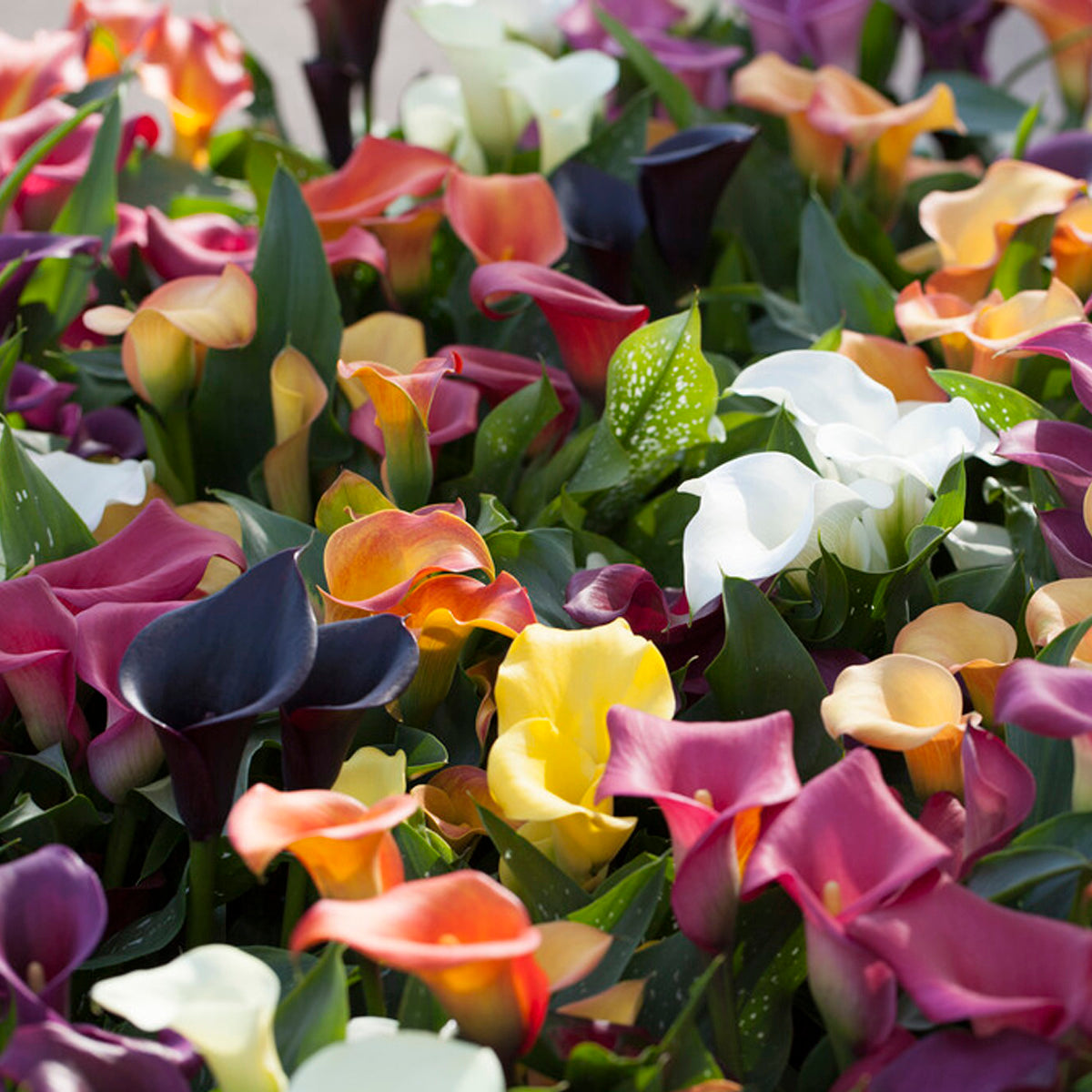 Calla Lily - Giant Blossom Mixture – Plantcetera