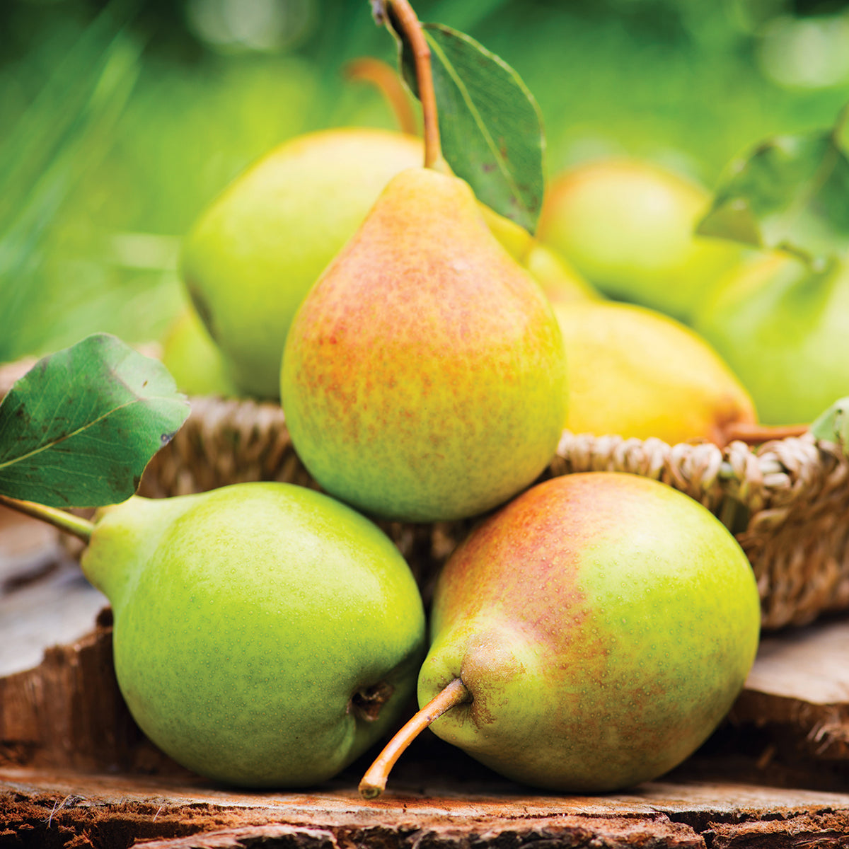 Pear Tree - Kieffer – Plantcetera