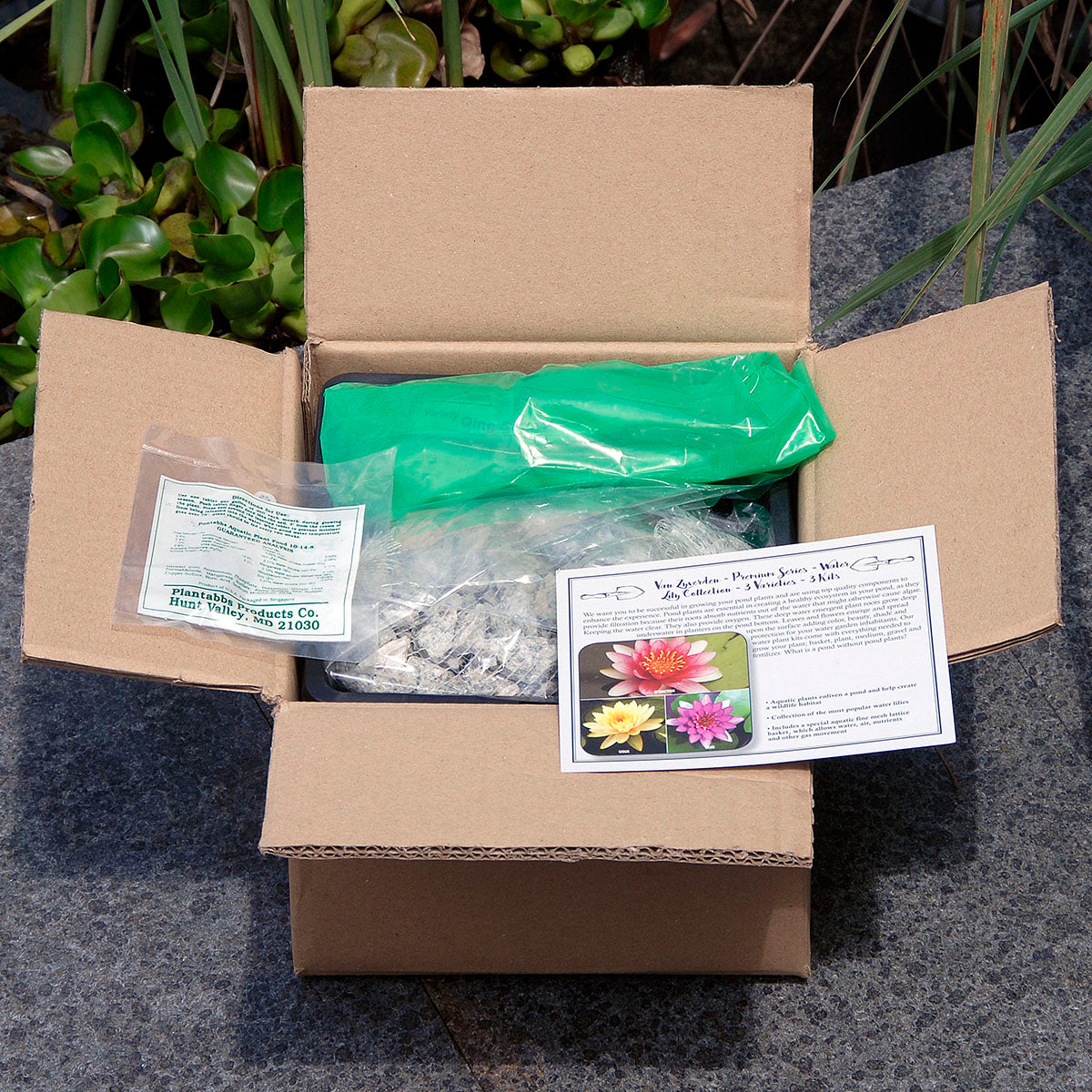 Pond Marginal - Typha Minima Mini Cattail - Premium Series - Kit ...