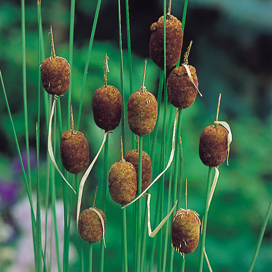 Pond Marginal - Typha Minima Mini Cattail - Premium Series - Kit ...