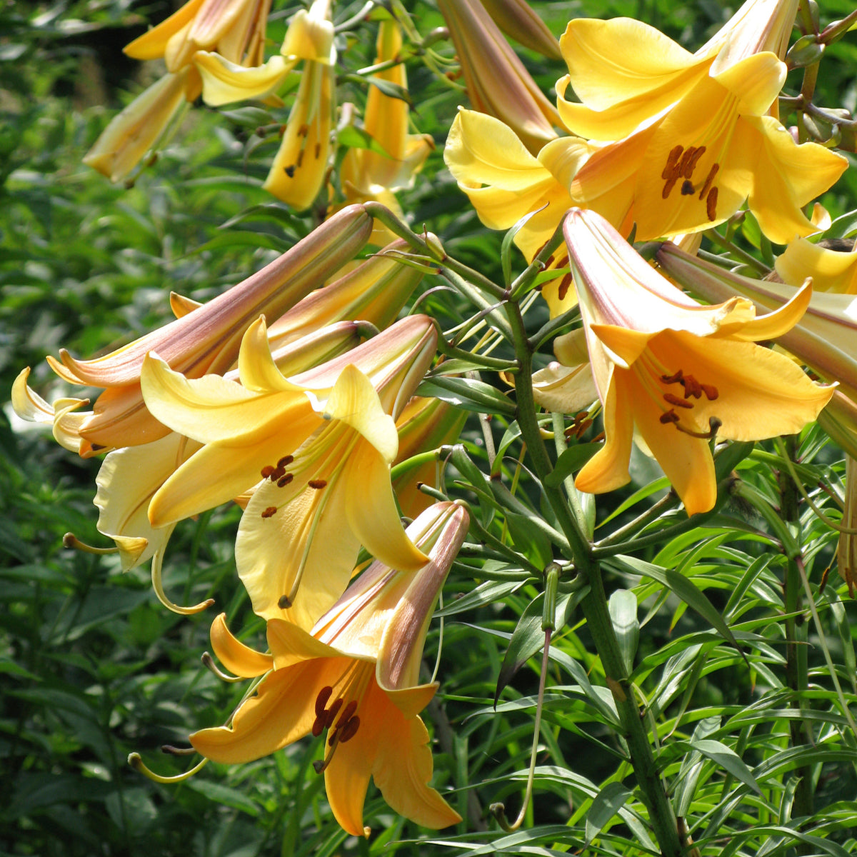 Lily - Giant Trumpet Mixture – Plantcetera