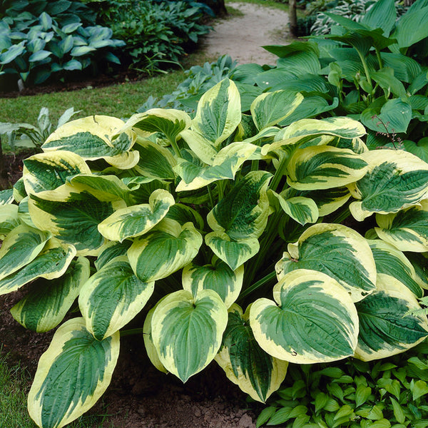 Hosta - Twilight – Plantcetera