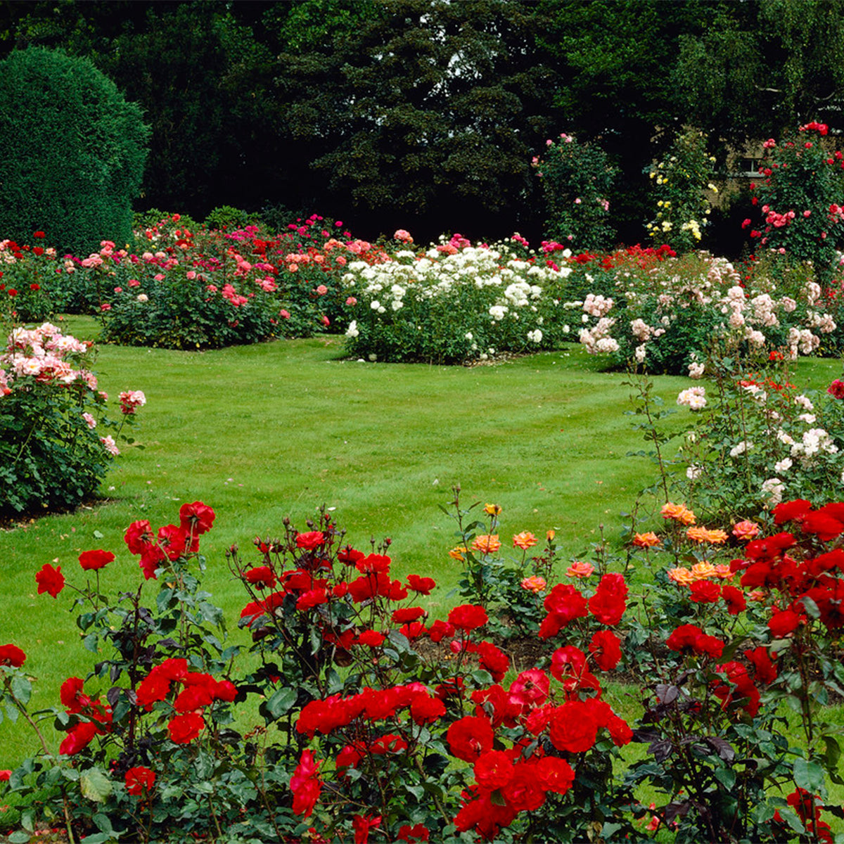 Rose - Chrysler Imperial – Plantcetera