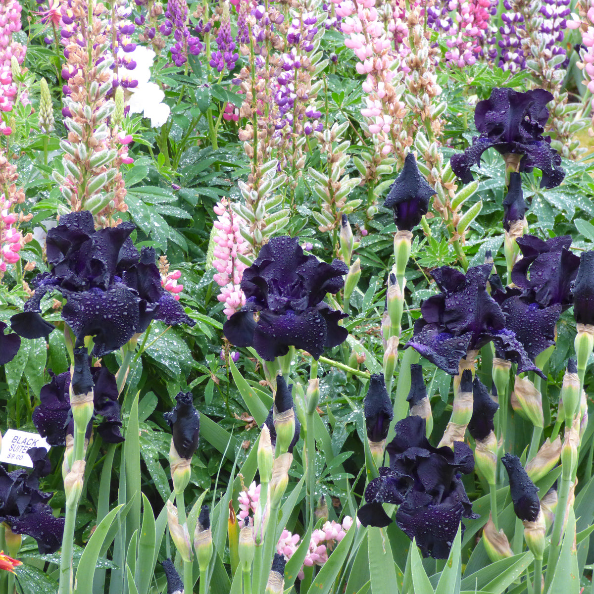 Bearded Iris - Ghost Train - 4" Liners – Plantcetera