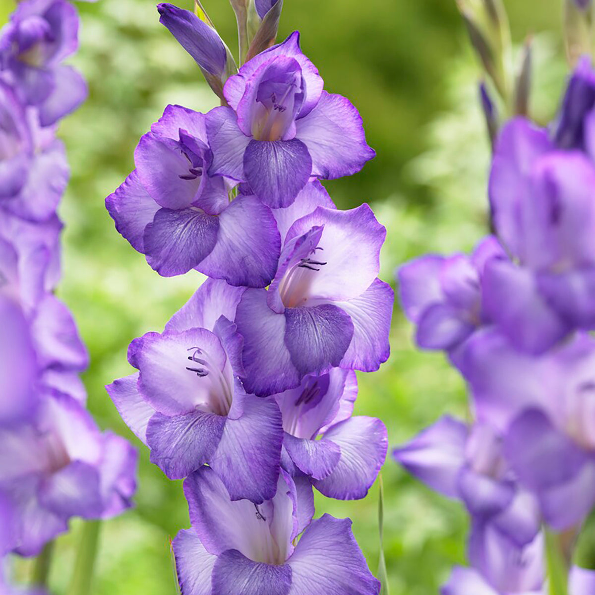 Gladiolus - Cyan Blend – Plantcetera