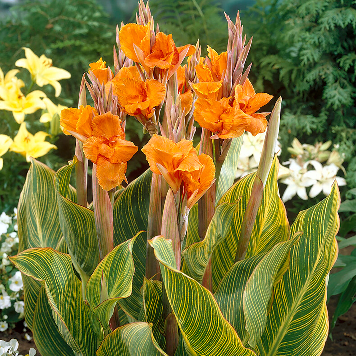 Canna - Giant - Bengal Tiger – Plantcetera