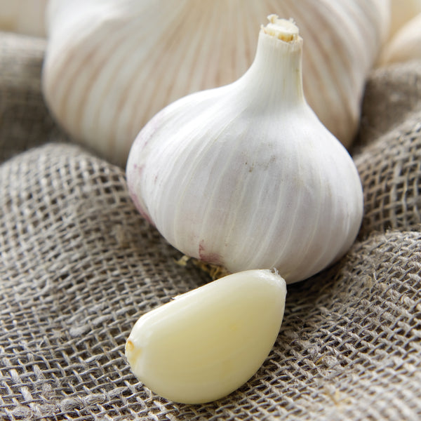 Garlic - Italian Late – Plantcetera