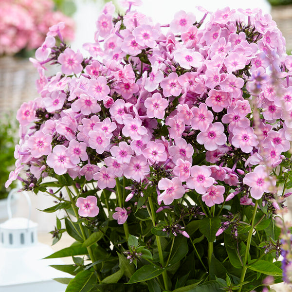 Phlox - Tall - Rainbow Dancer – Plantcetera