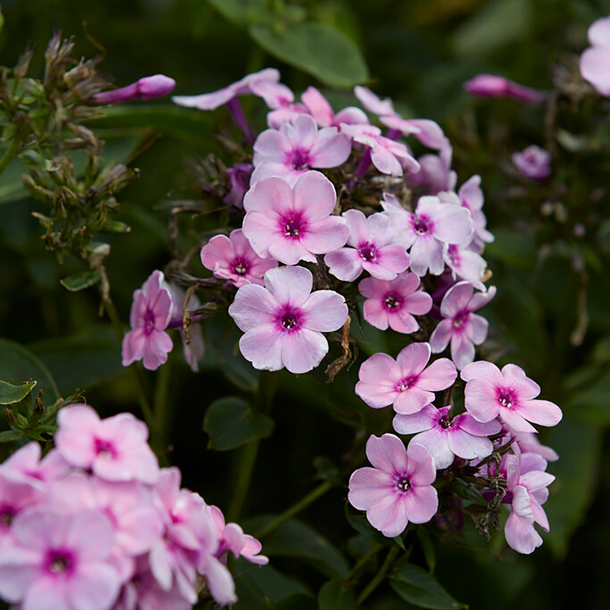 Phlox - Tall - Rainbow Dancer – Plantcetera