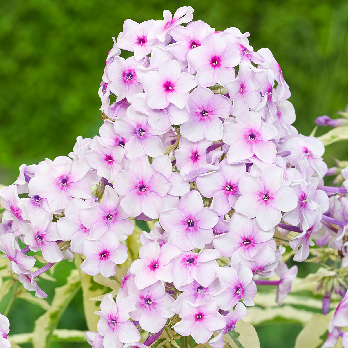 Phlox - Tall - Nora Leigh – Plantcetera