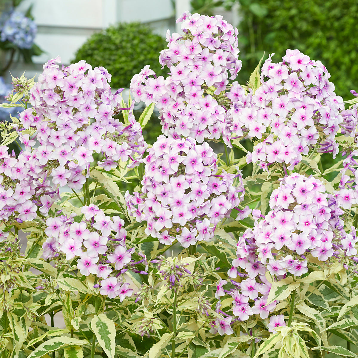 Phlox - Tall - Nora Leigh – Plantcetera