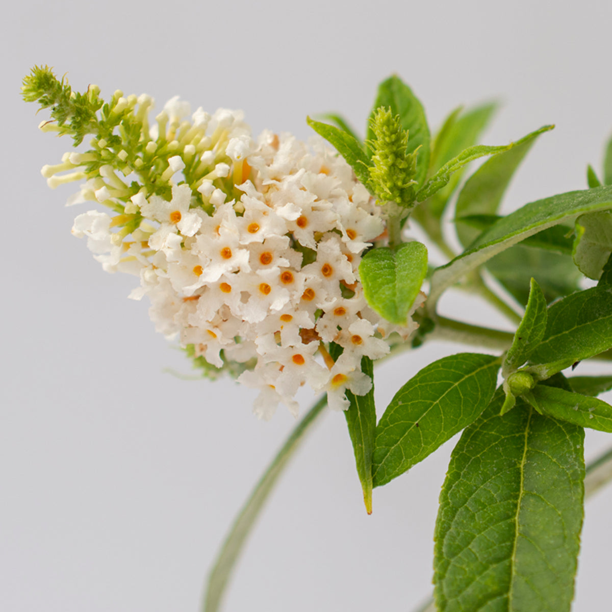 Bloom.ables® - Butterfly Bush Dapper® White - 2-Quart Stadium Pot ...