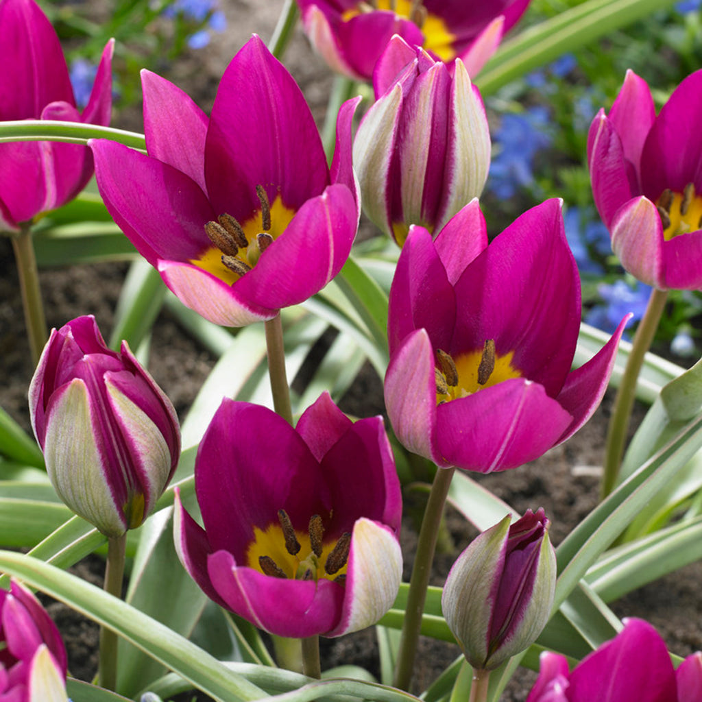 Tulip - Persian Pearl – Plantcetera