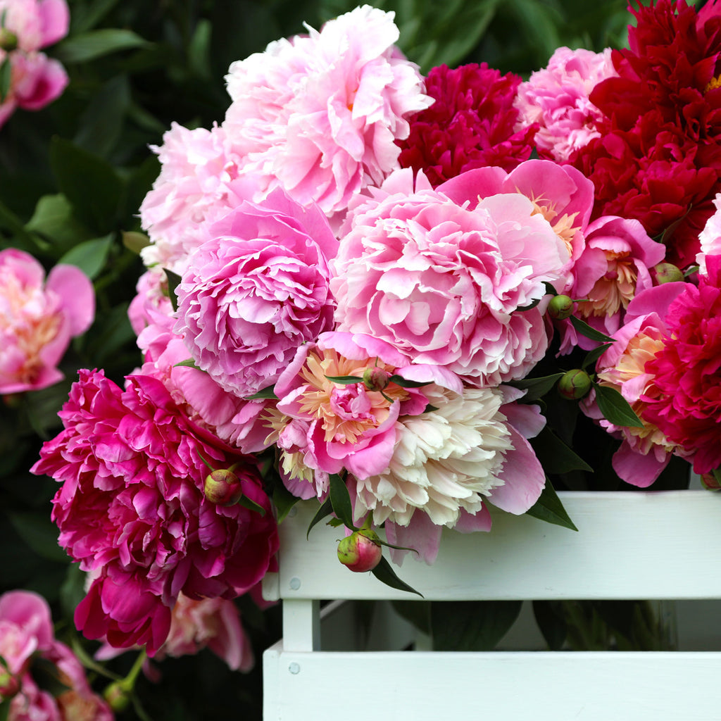 Peony - Mixed Colors – Plantcetera