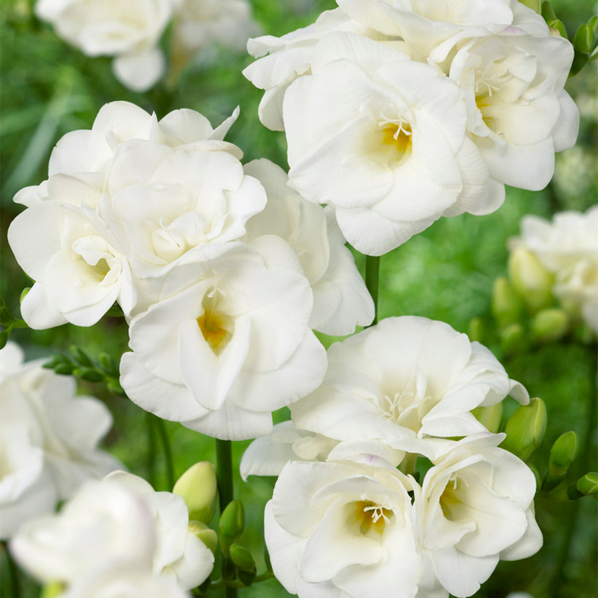 White Freesia