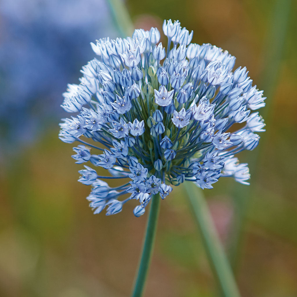 Blue Allium Bouquet