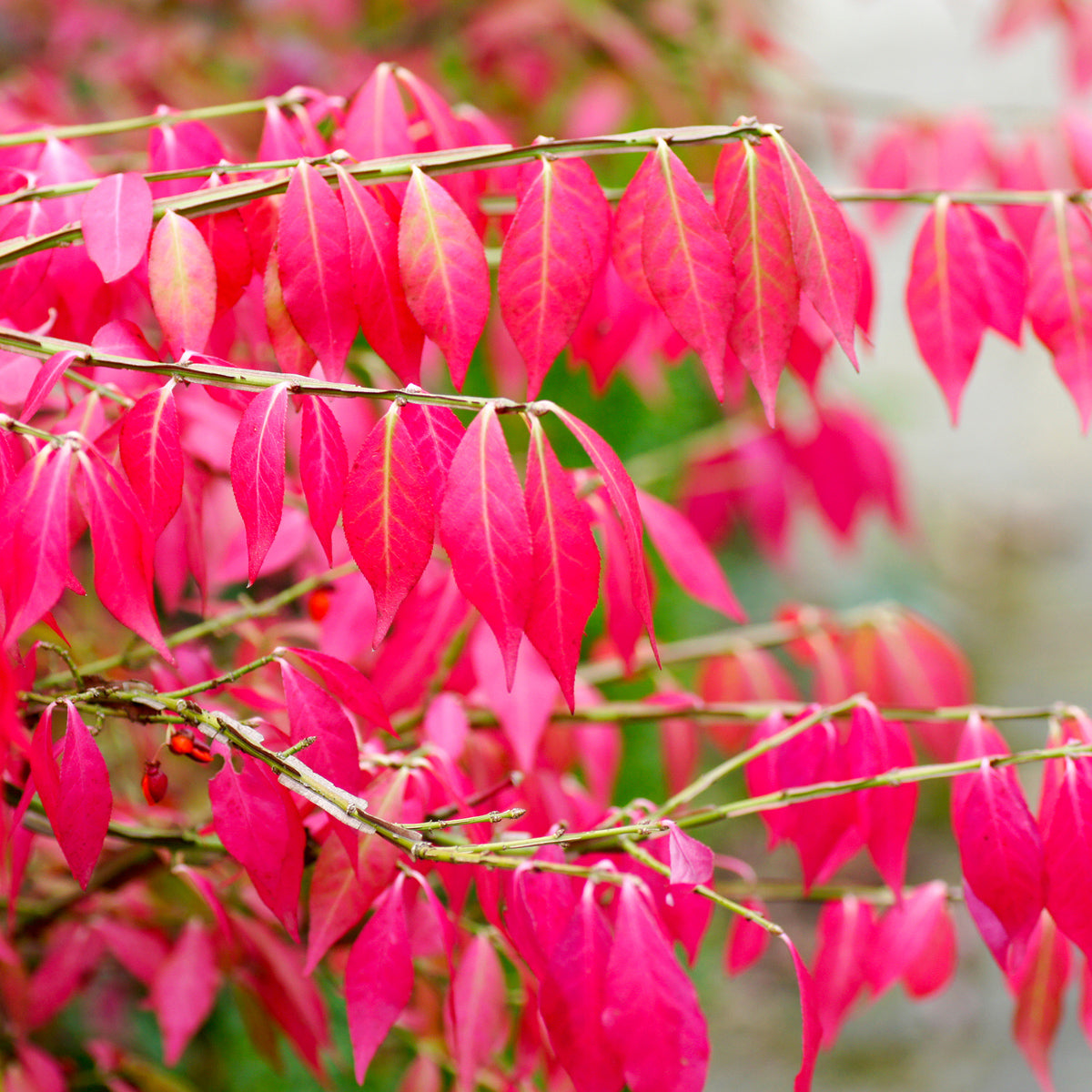 Burning Bush - Red – Plantcetera