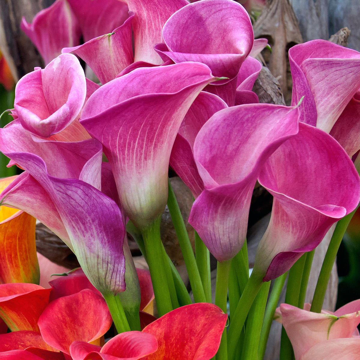 Calla Lily - Collection - 4 Varieties – Plantcetera