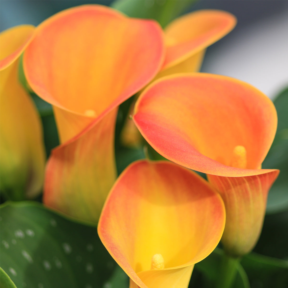 Calla Lily - Collection - 4 Varieties – Plantcetera