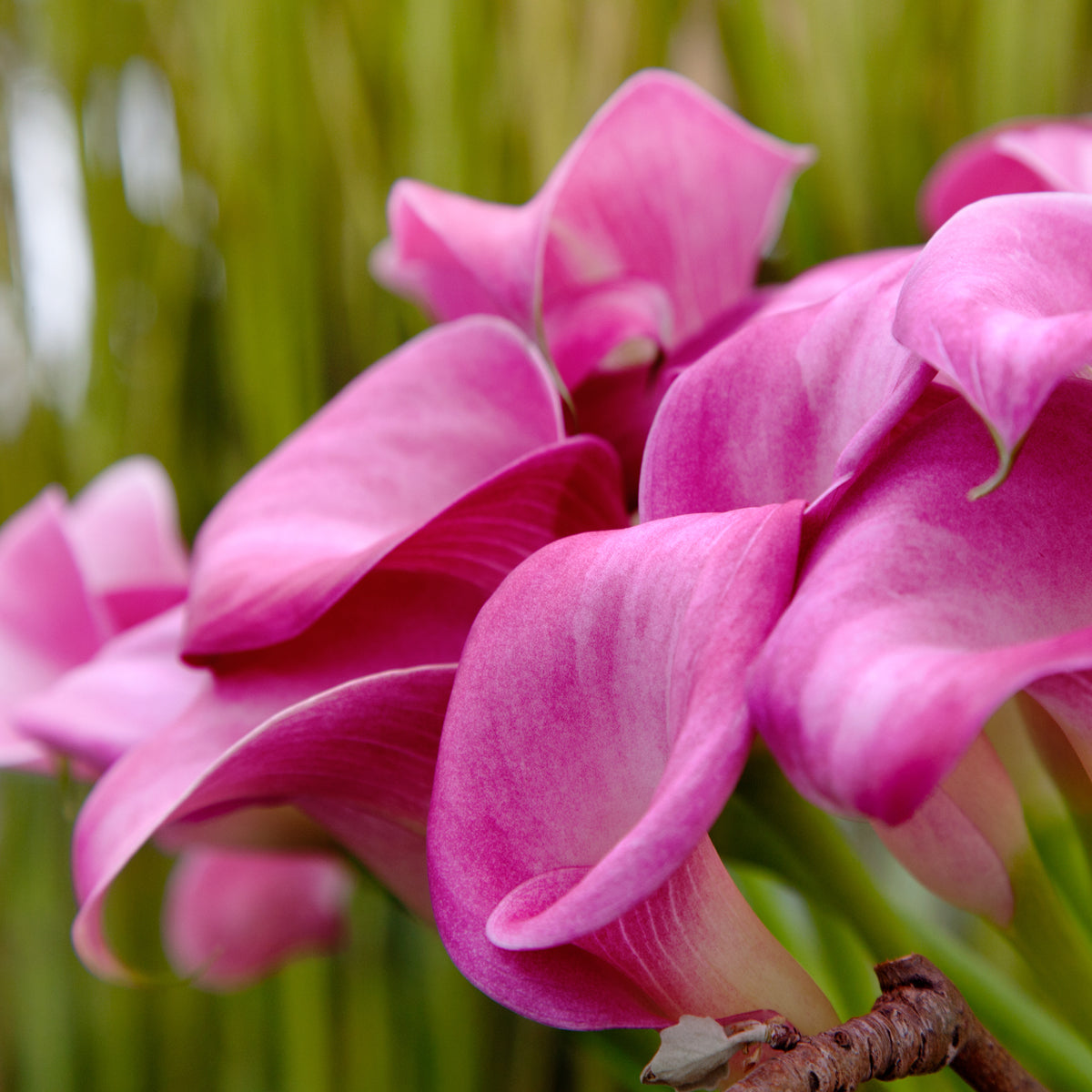 Calla Lily - Pink Jewel – Plantcetera