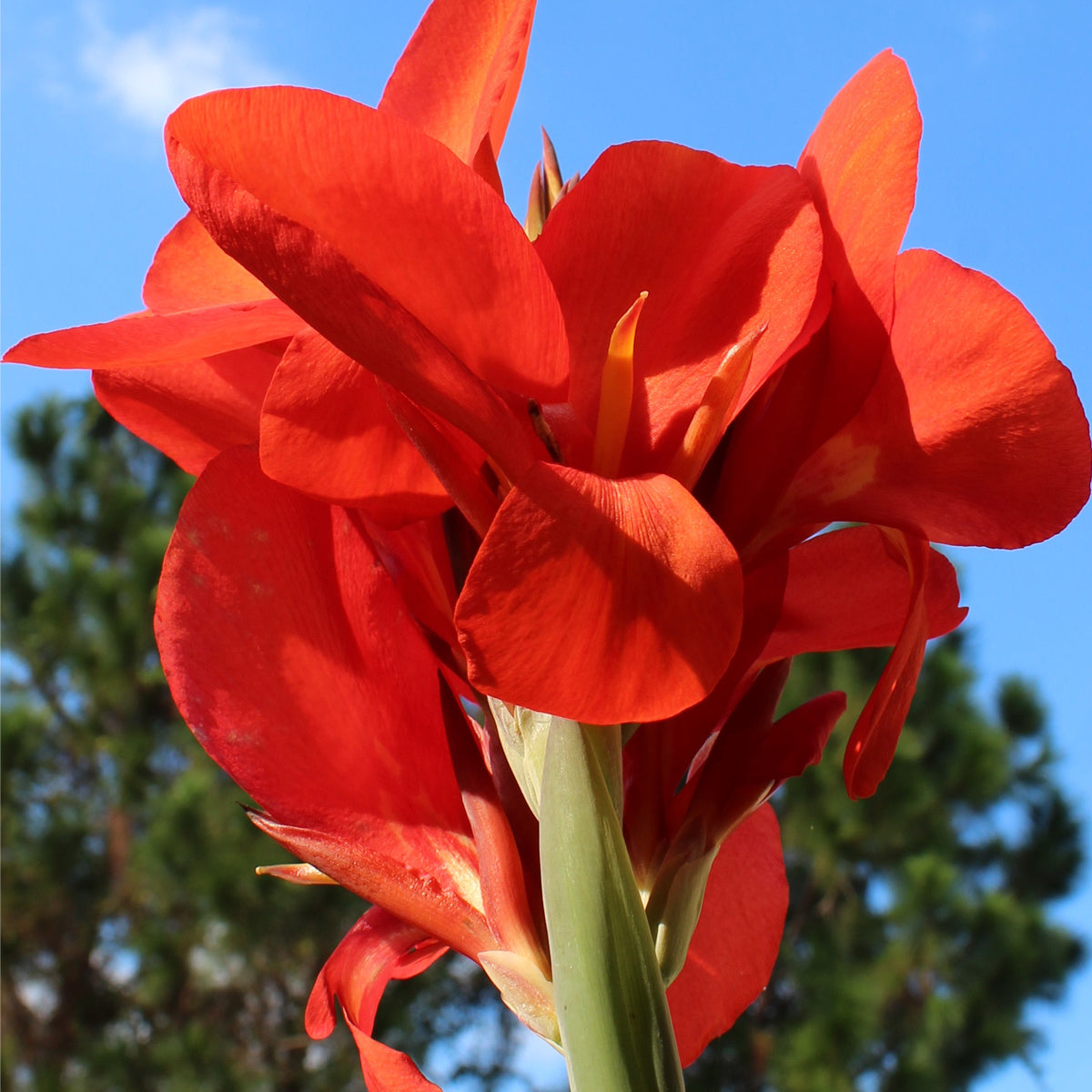 Canna - The President – Plantcetera