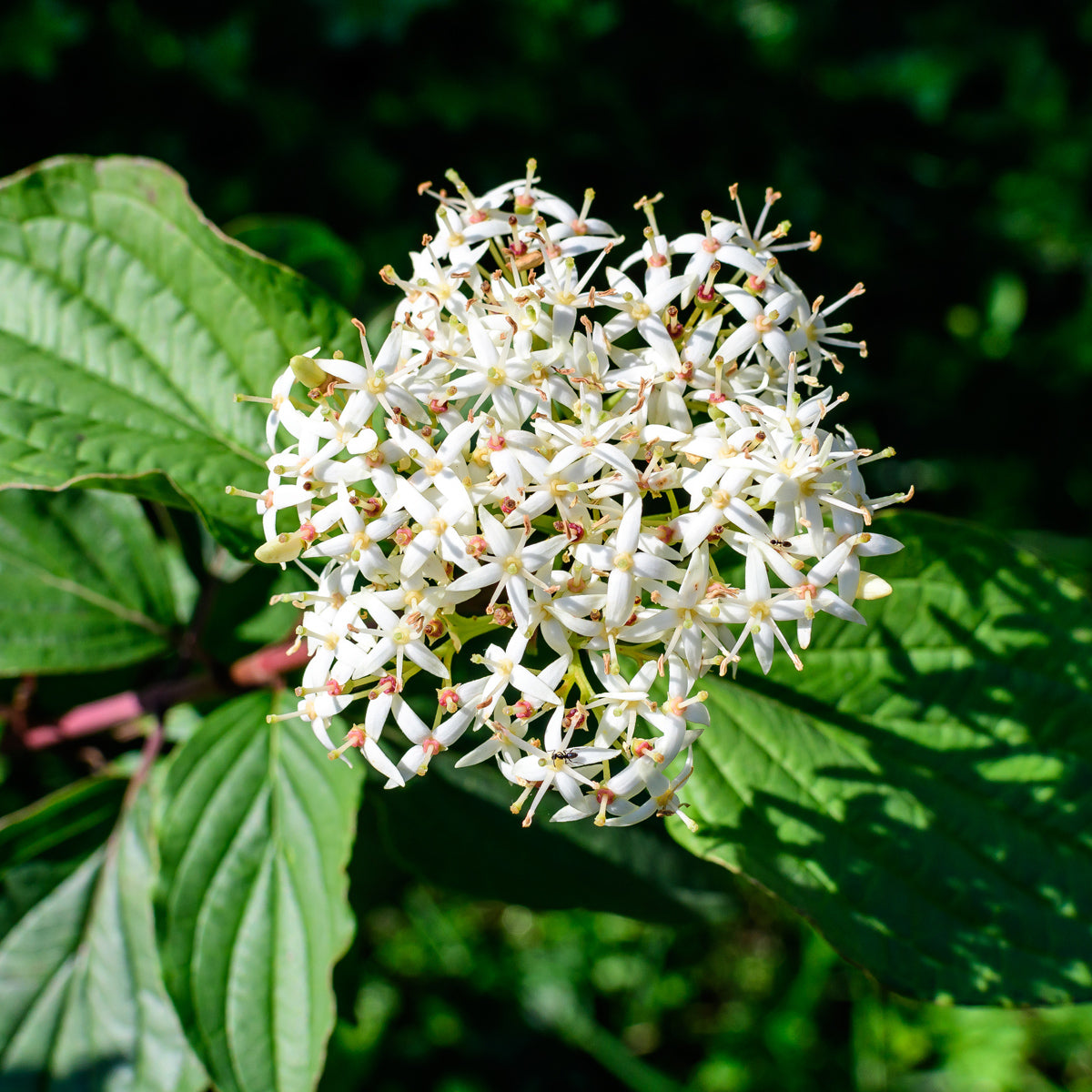 Cornus - Arctic Fire® - Proven Winners® - 4" Potted Rocketliners ...