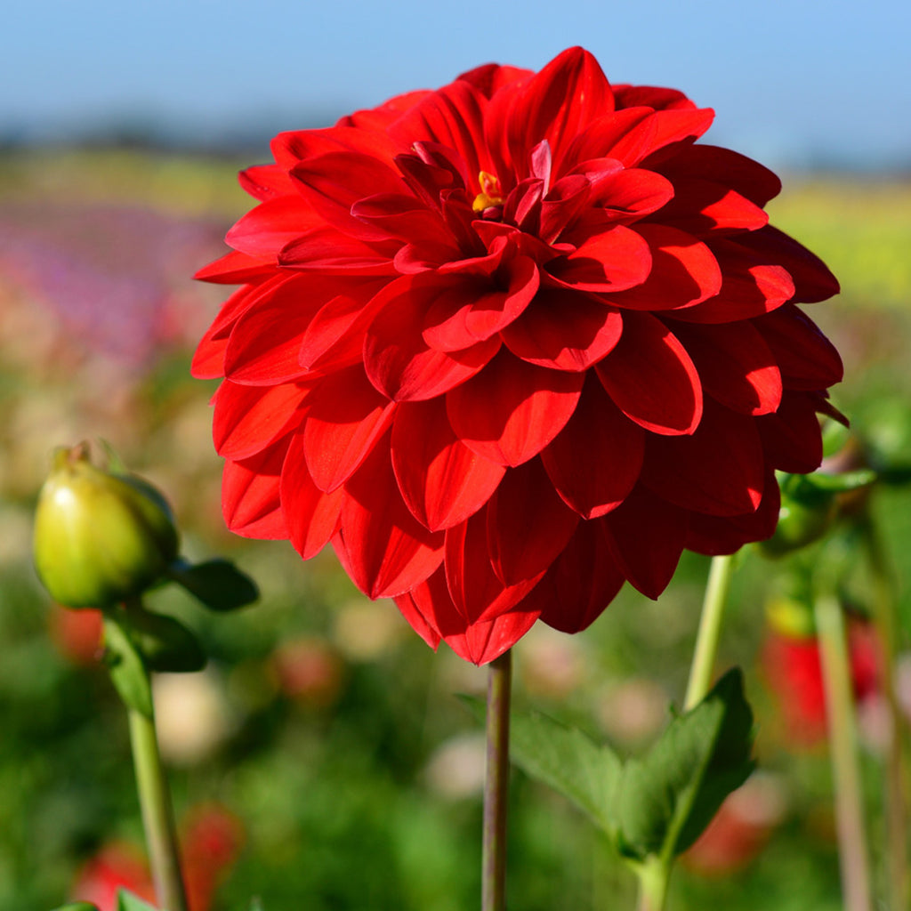 Red Dahlia Flower