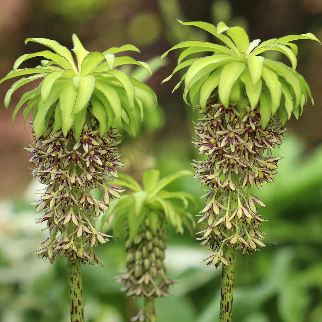Eucomis - Bicolor – Plantcetera