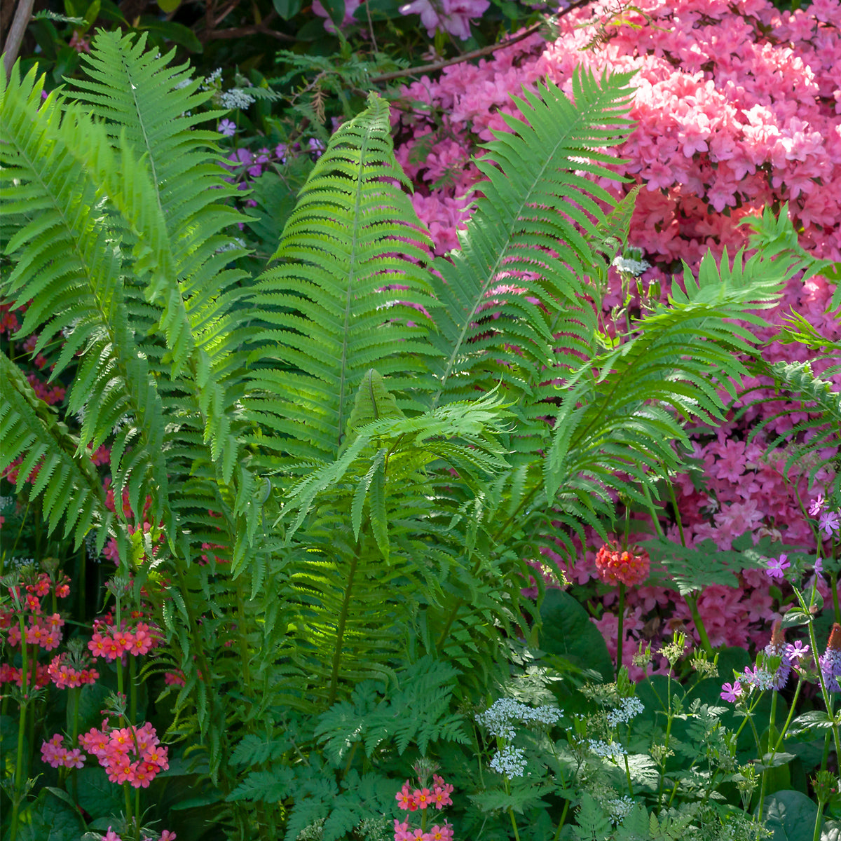 Fern - Tennessee Ostrich (Glade) - Woodland Plant – Plantcetera