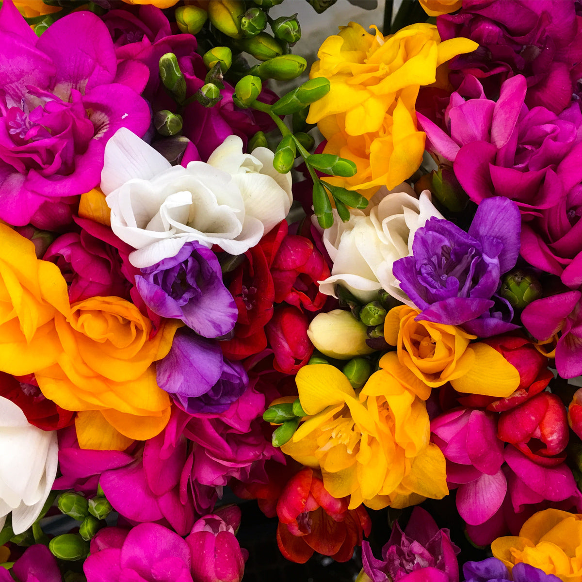 Freesia - Double Blooming Mix – Plantcetera