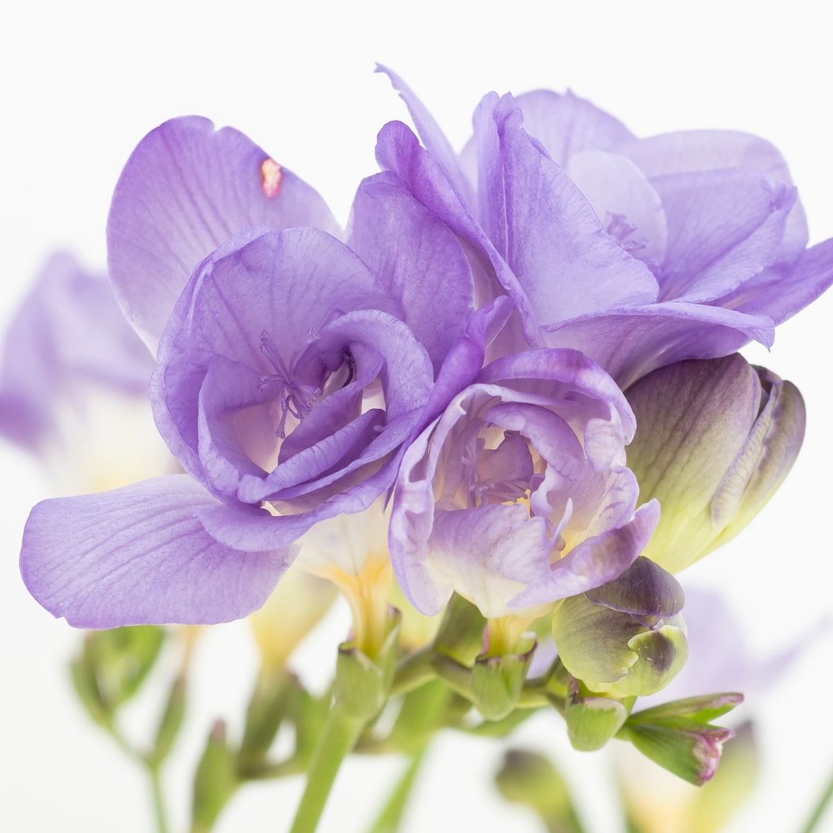 Freesia - Double Blooming Lavender – Plantcetera